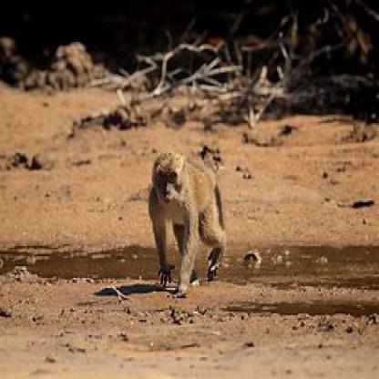 Monykey Detection Object Detection Model by VisionDetect