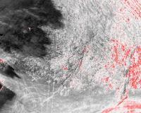 Quail example - Roboflow Universe