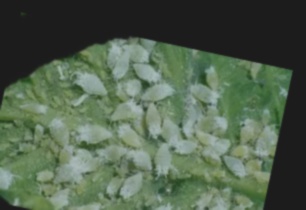 Aphids Object Detection Model by Marvin