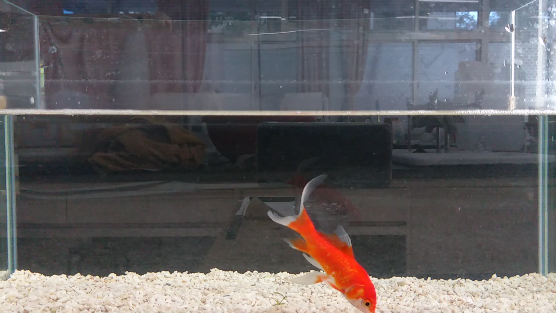 fish Object Detection Dataset and Pre-Trained Model by new-workspace-nfkue