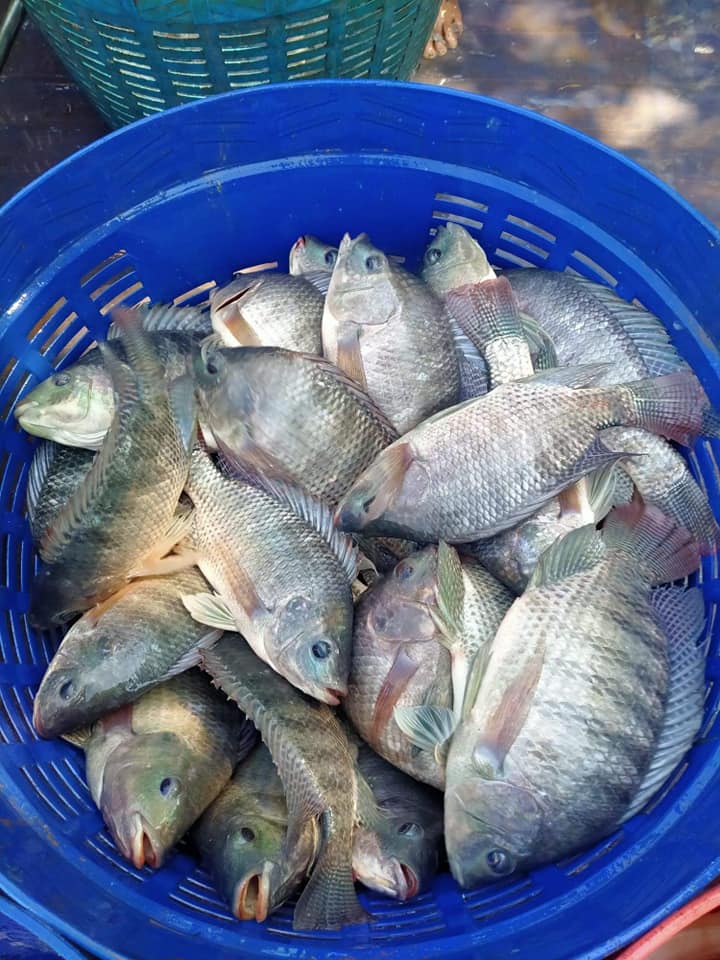 tilapia datasets Object Detection Dataset by teya