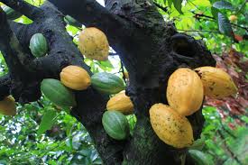 Cacoa_tree Object Detection Dataset by cocao