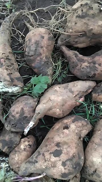 werowiejofld Instance Segmentation Dataset by ocr