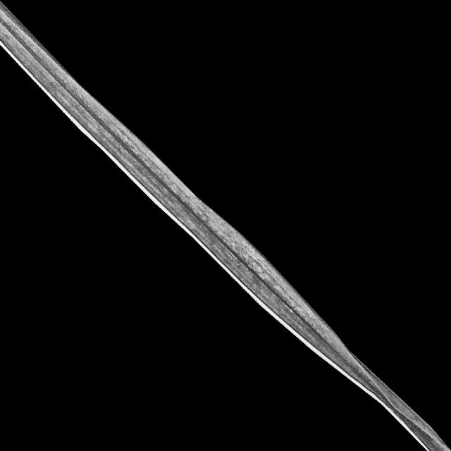 Rice Disease Object Detection Dataset By Ricesickv3