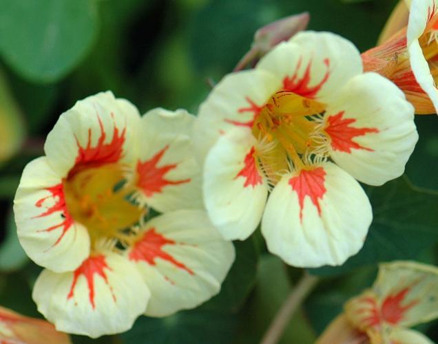 Flower Instance Segmentation Dataset by Image Processing