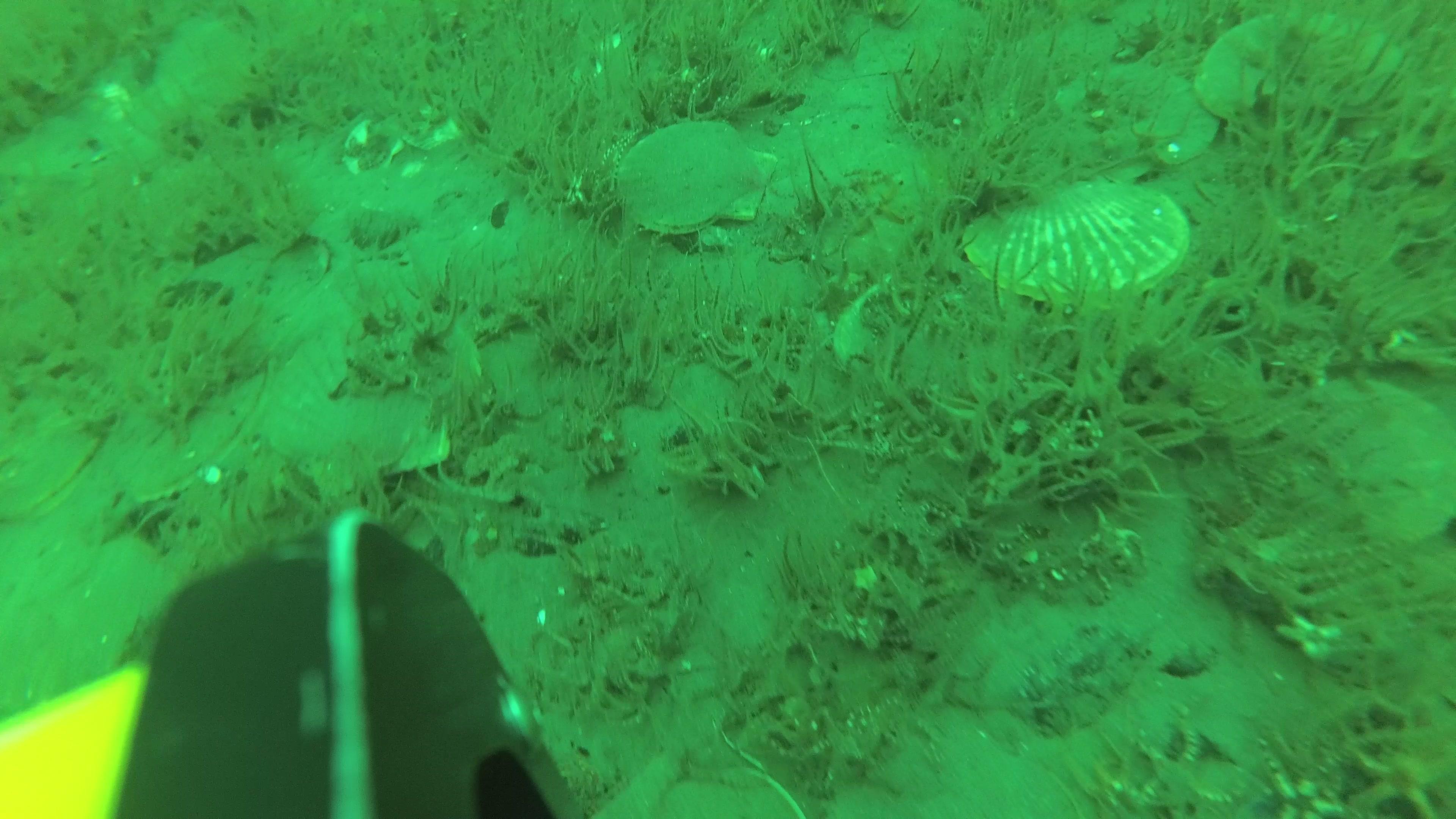 Underwater Object Detection Object Detection Dataset By National