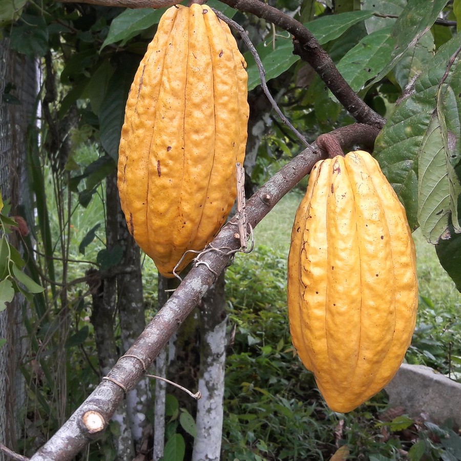 MEDIA V2 Object Detection Model by MEDIA V2