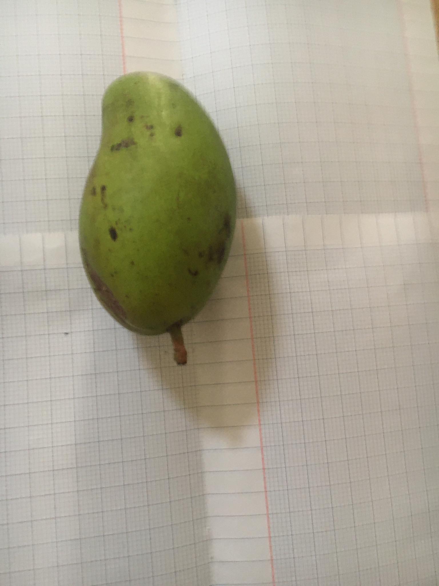 mango data Classification Dataset by hh