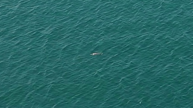 whale_crop Object Detection Dataset by project-bjk3p