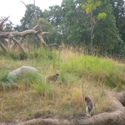 monkey Object Detection Dataset by kog