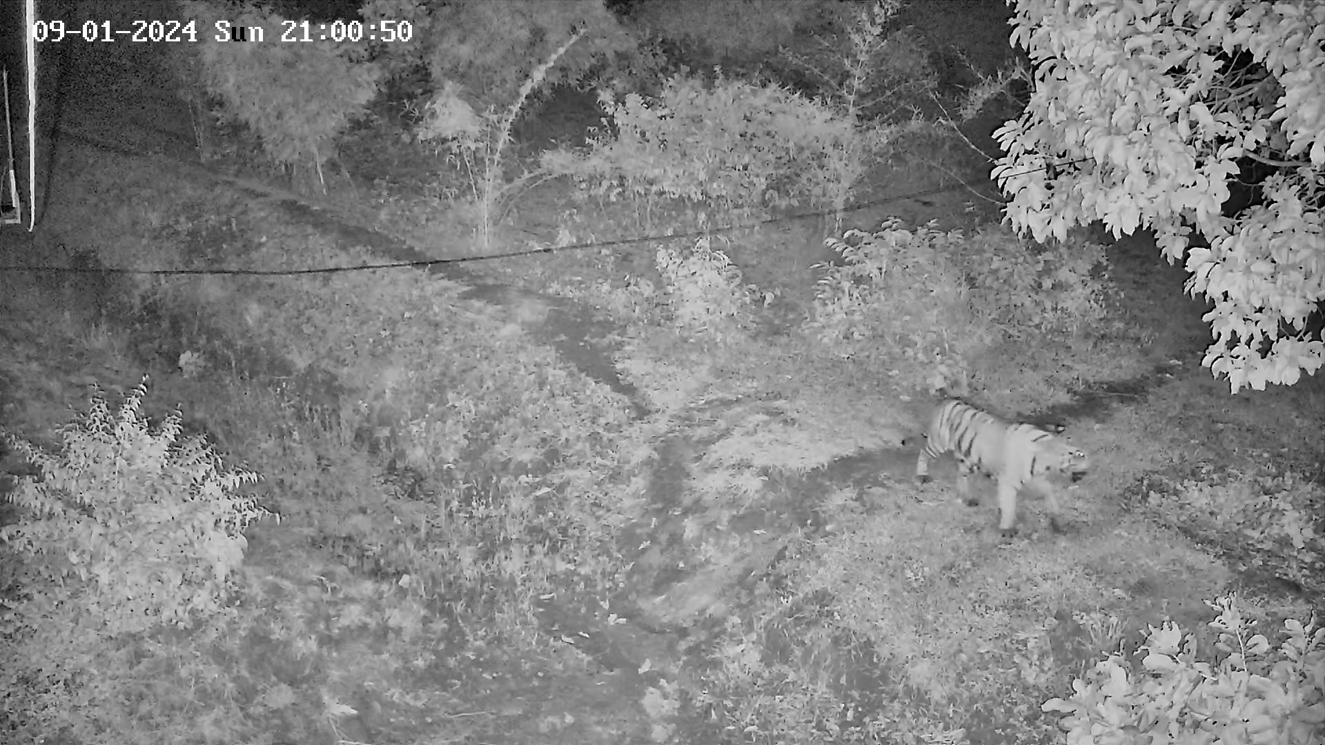 tiger Object Detection Dataset by tiger