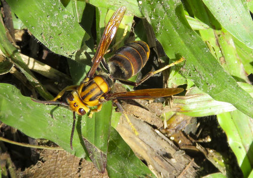 Asian Hornet 2 Object Detection Dataset and Pre-Trained Model by Cyp