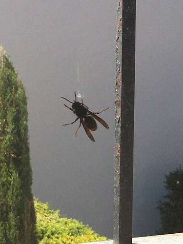 Asian Hornet Object Detection Model by Cyp