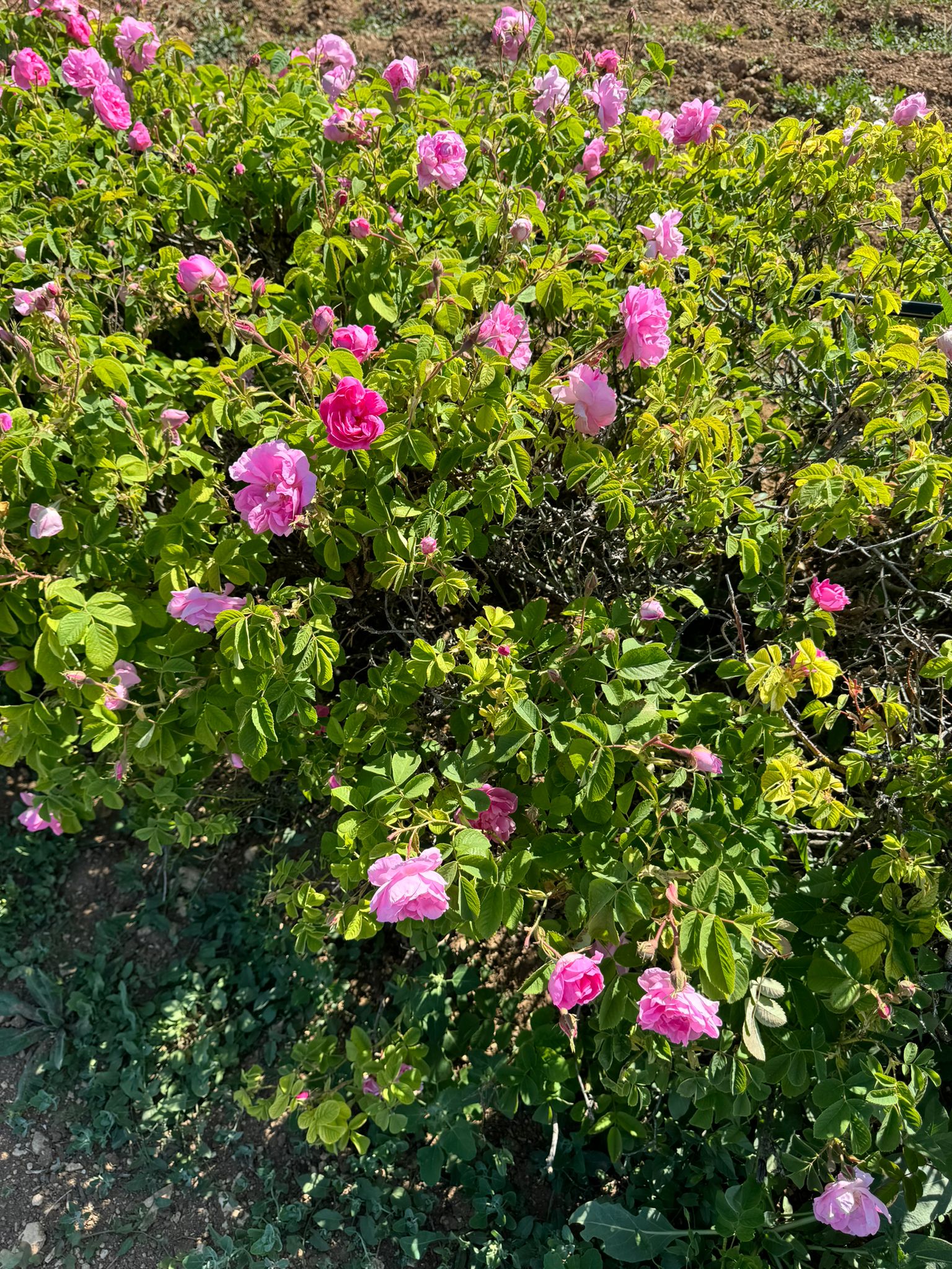 Space (space-sr3qv) - Roboflow Universe