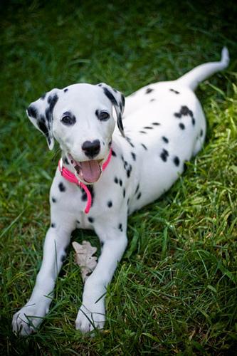 3 Instance Segmentation Dataset by dogs