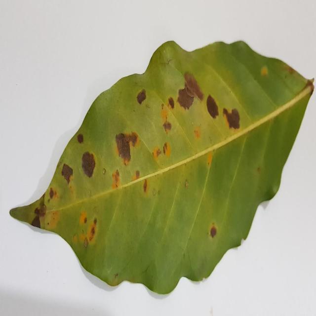 CAFE AGAIN Object Detection Model by CAFE AGAIN