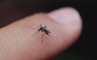 Mosquito Identification Classification Dataset by Deep Learning Models