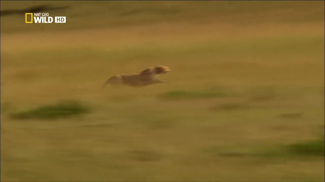 How to Use the Tracking Assignment Object Detection API