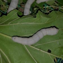 grasserie silkworm Classification Dataset and Pre-Trained Model by ...