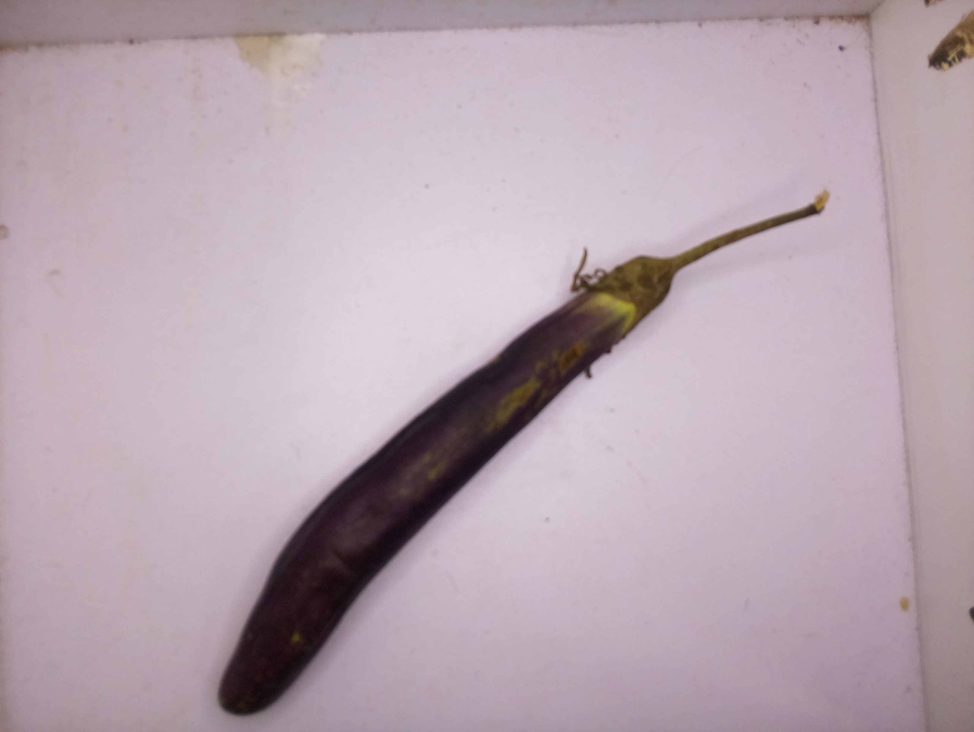 THESIS ANNOT Instance Segmentation Model by THESIS