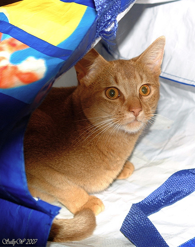 Cat Detection Object Detection Dataset And Pre Trained Model By Qisthina