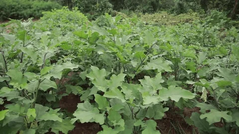 Weed Detection V1 Object Detection Model by LynxDen