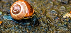 Insect Detect ESP32CAM Object Detection Dataset by DAHMANI Fatiha