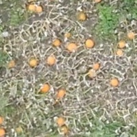 Pumpkin Field Object Detection Dataset by ulrichfarhadi@hotmail.com