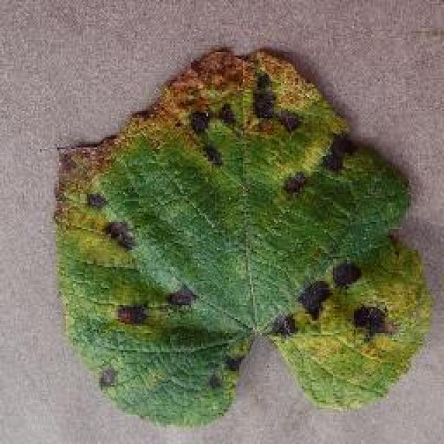 Leaf Detection Object Detection Dataset By First