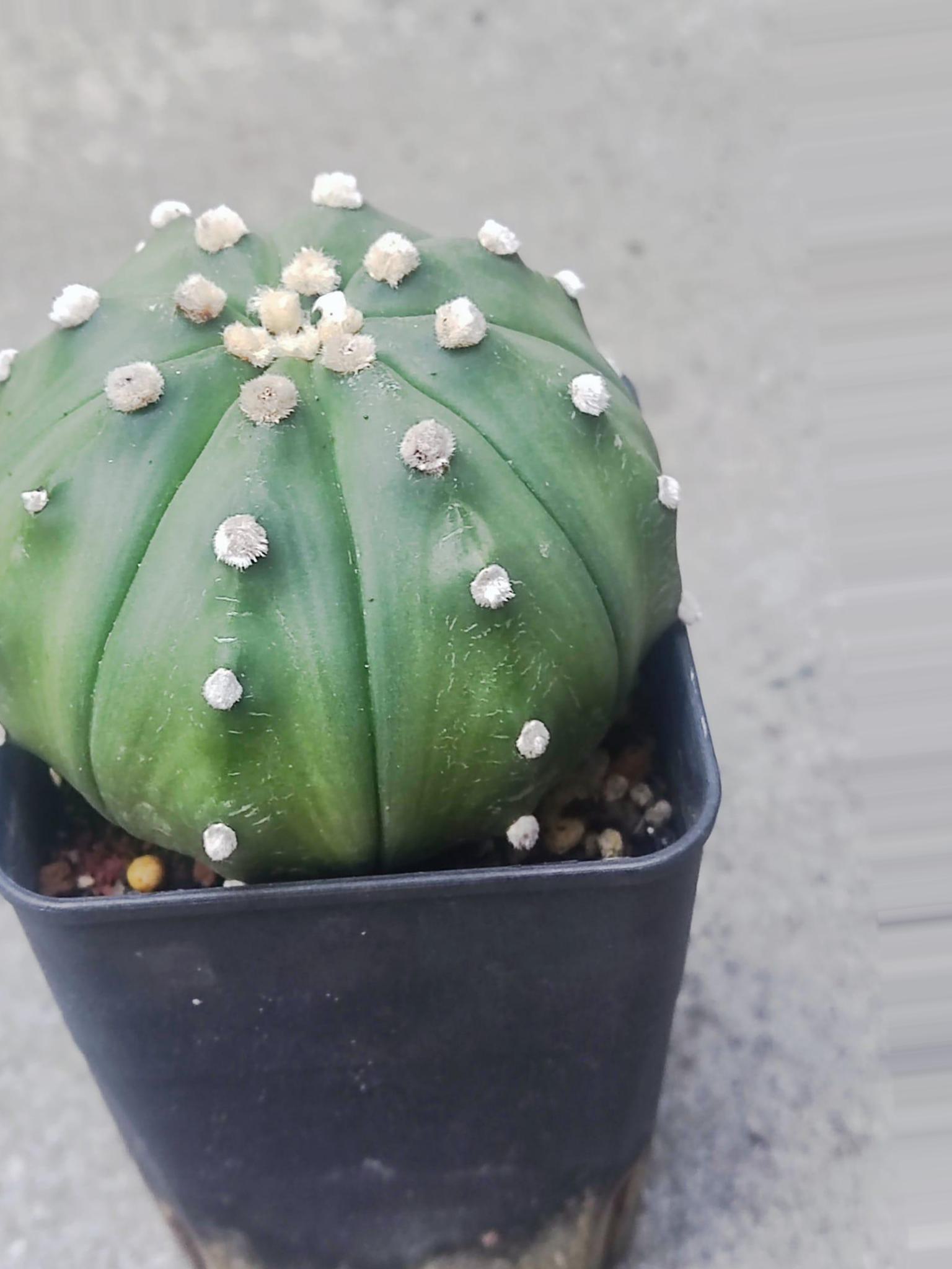 final_ver2 Object Detection Model by p2