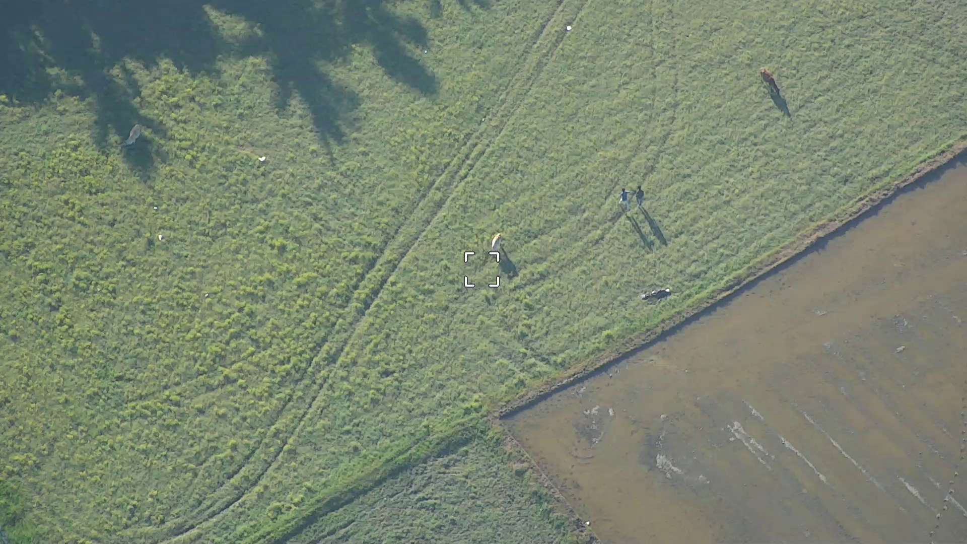 Drone Human Detection Object Detection Model By Drone