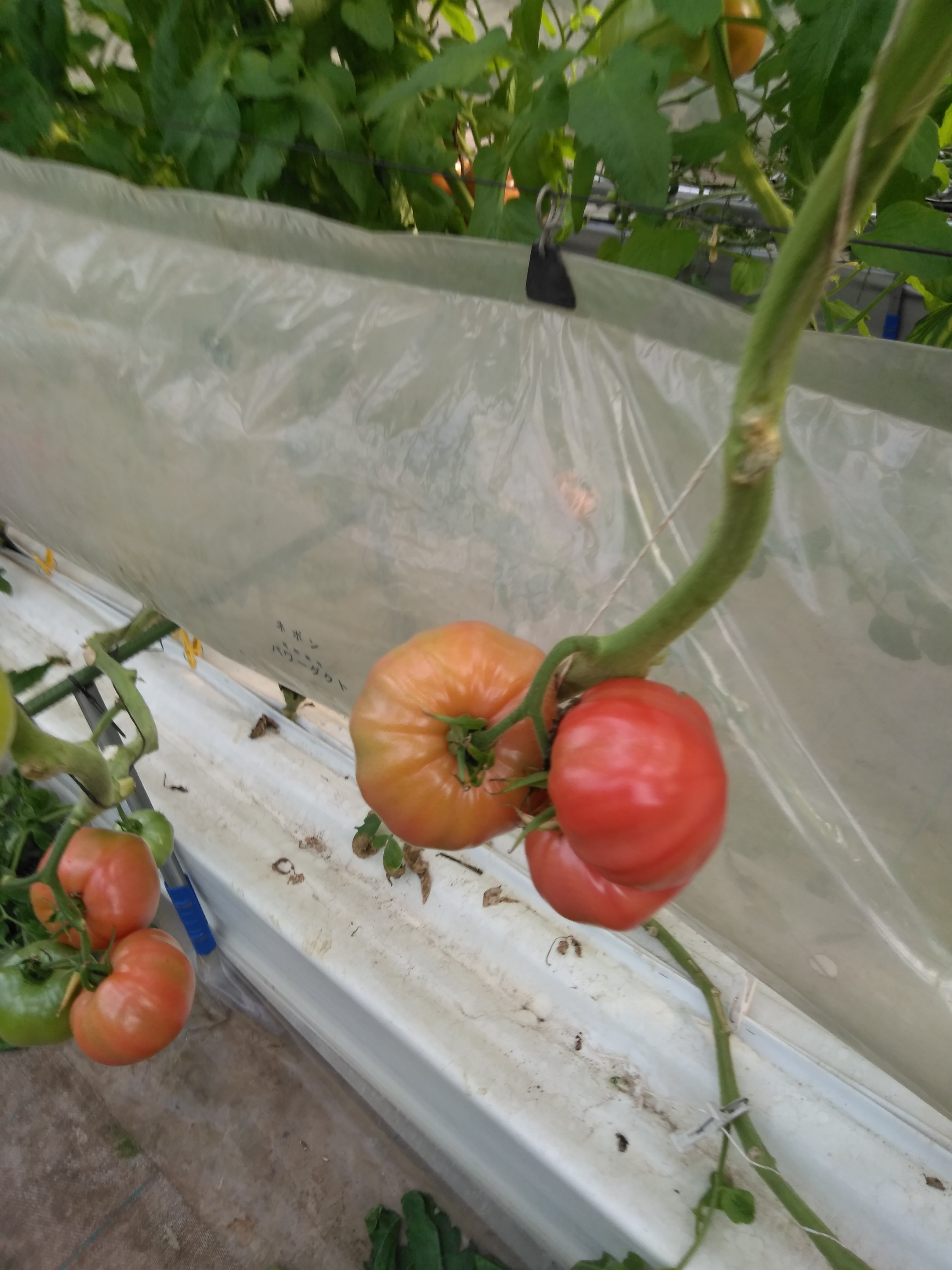 tomato maturity Object Detection Dataset by vamoose