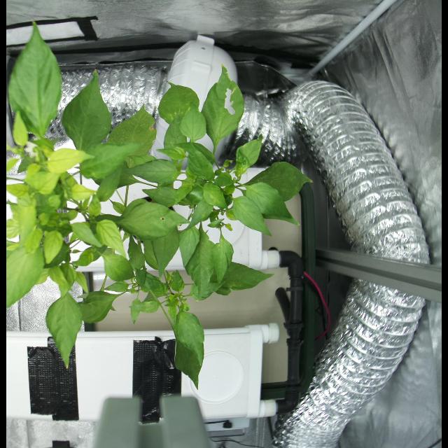 Jannis (jannis-qrglu) - Roboflow Universe