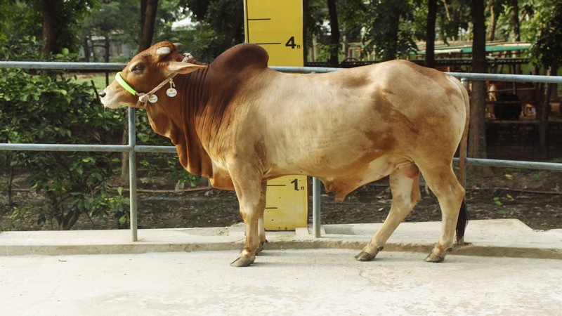 cattle-age Classification Model by testing