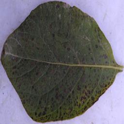 How to Use the disease potato Object Detection API