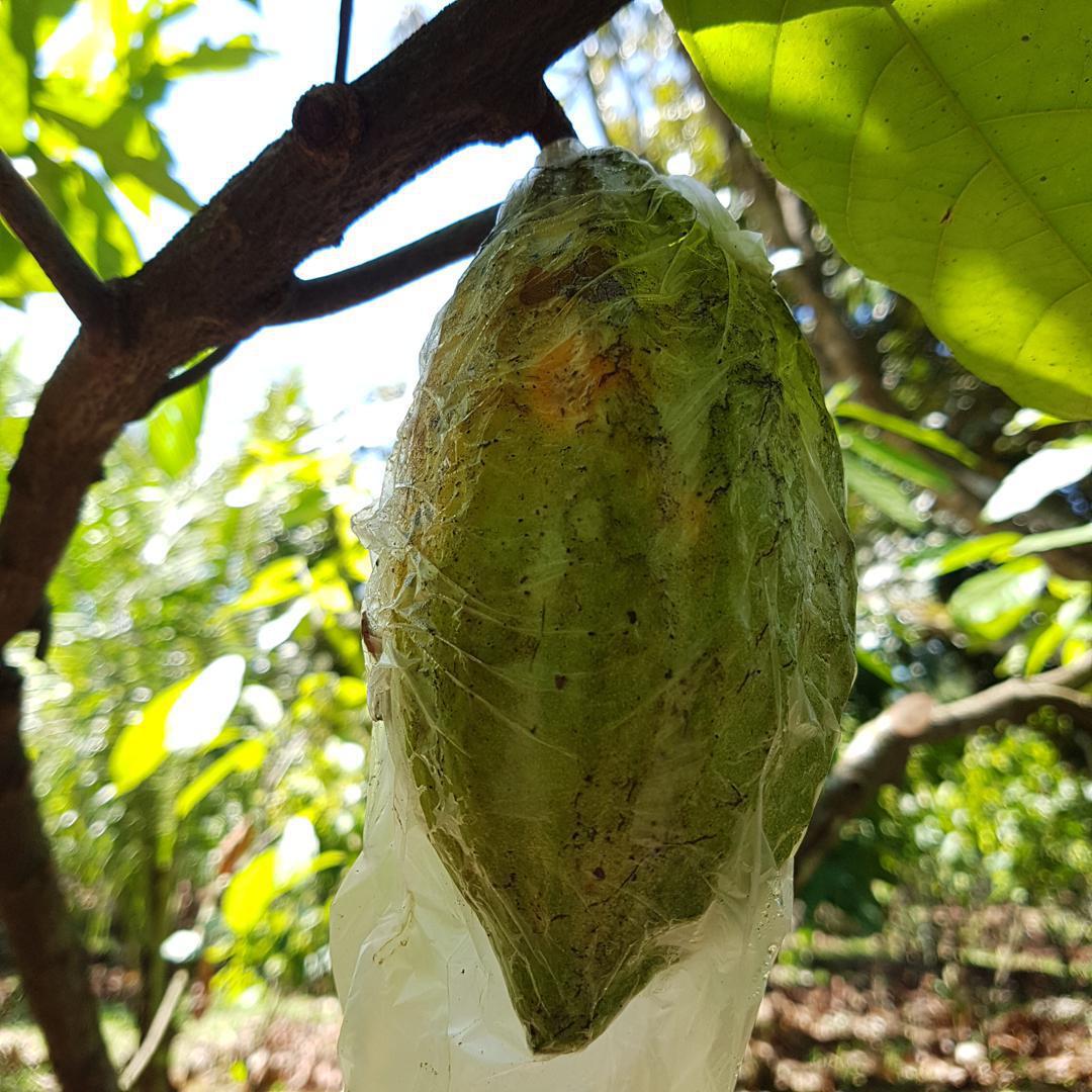 coco Object Detection Dataset and Pre-Trained Model by disease potato