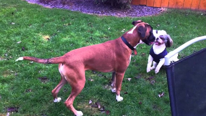 Dog Breeds Object Detection Dataset by dogbreedobjectdetection