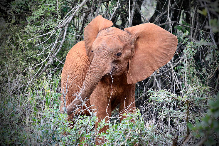 Elephant Identification Research Object Detection Dataset and Pre-Trained Model by ...