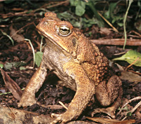 Cane Toad Object Detection Dataset and Pre-Trained Model by Mark Wood