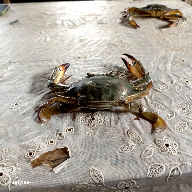 craby Object Detection Dataset by test