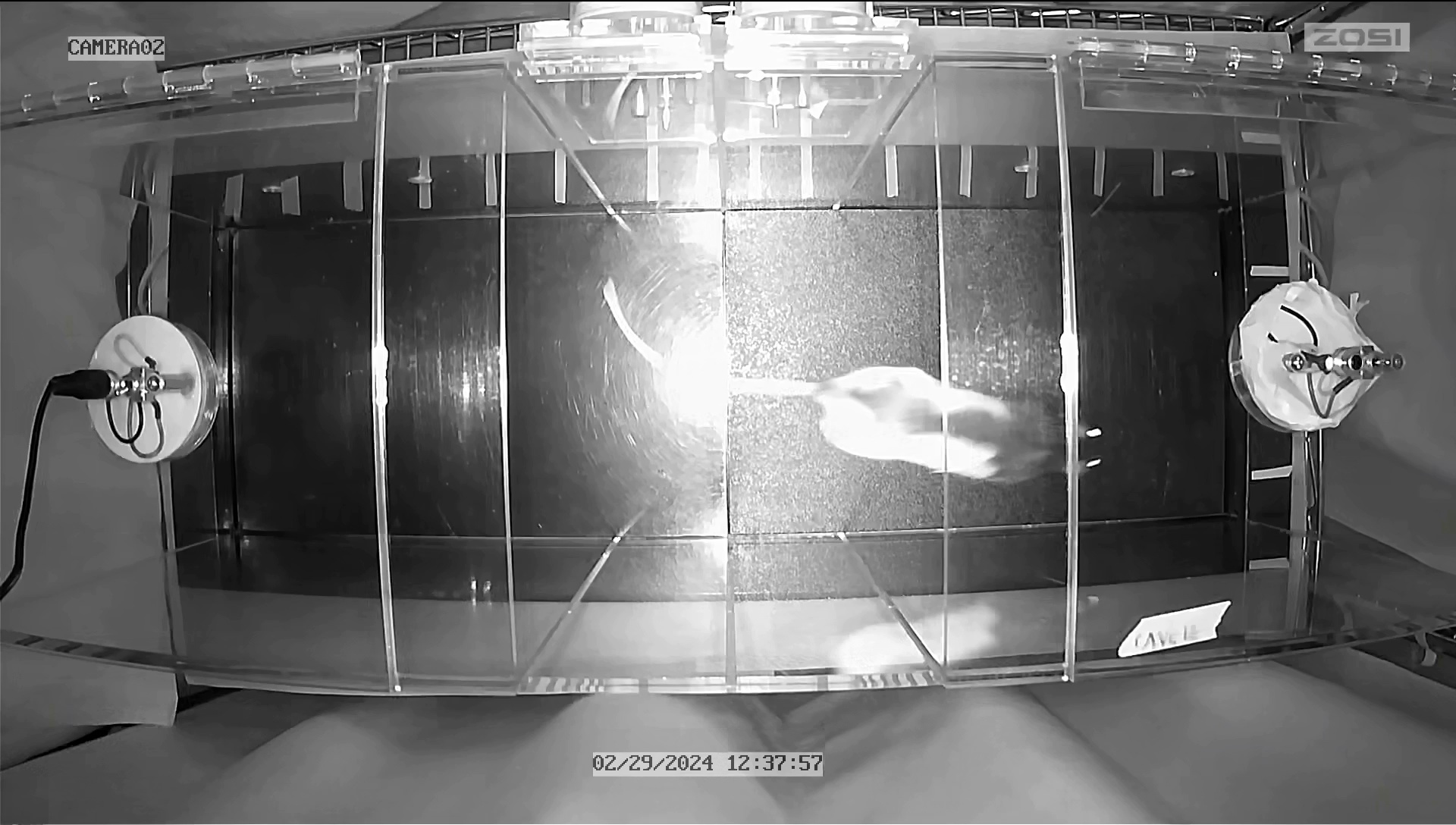 Rat CPP Object Detection Dataset by GH