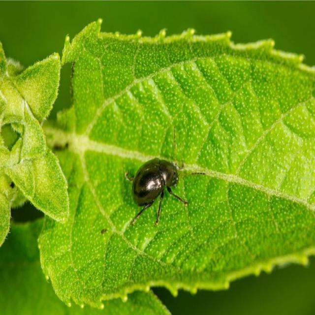 TA|Deteksi tumbuhan terkena hama Object Detection Dataset by Kecerdasan ...