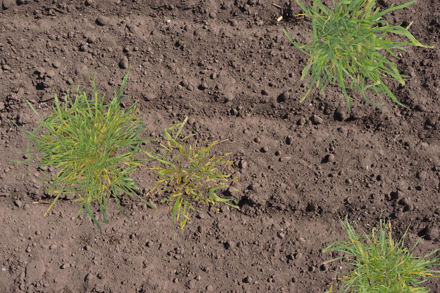 Sample Project 2 Object Detection Dataset by Hackathon 2024