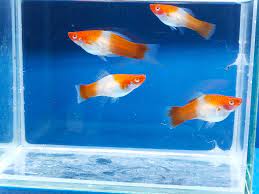 fish vision Object Detection Dataset by satrinakhonsawan school