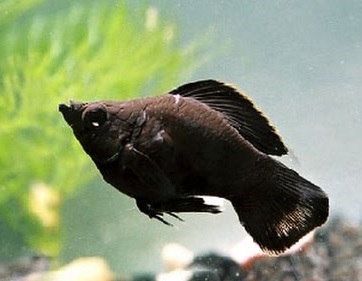 Object Detection(fish) Object Detection Dataset by satrinakhonsawan school