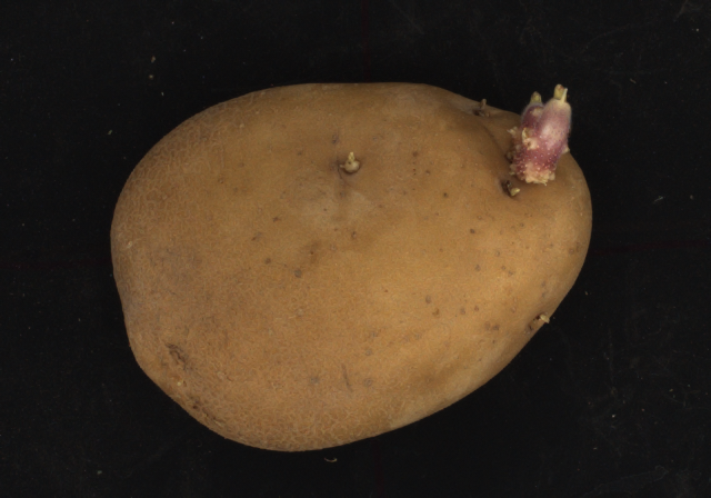 potatoes Instance Segmentation Dataset by kiwiseg