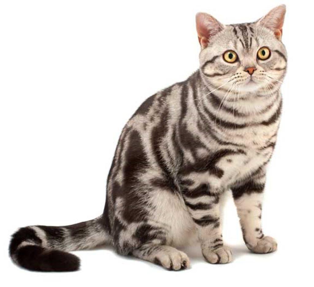 cat Classification Dataset by cat