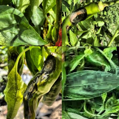 Chilli Disease,Pest Detection v2 Object Detection Dataset (v3, 2025-02 ...