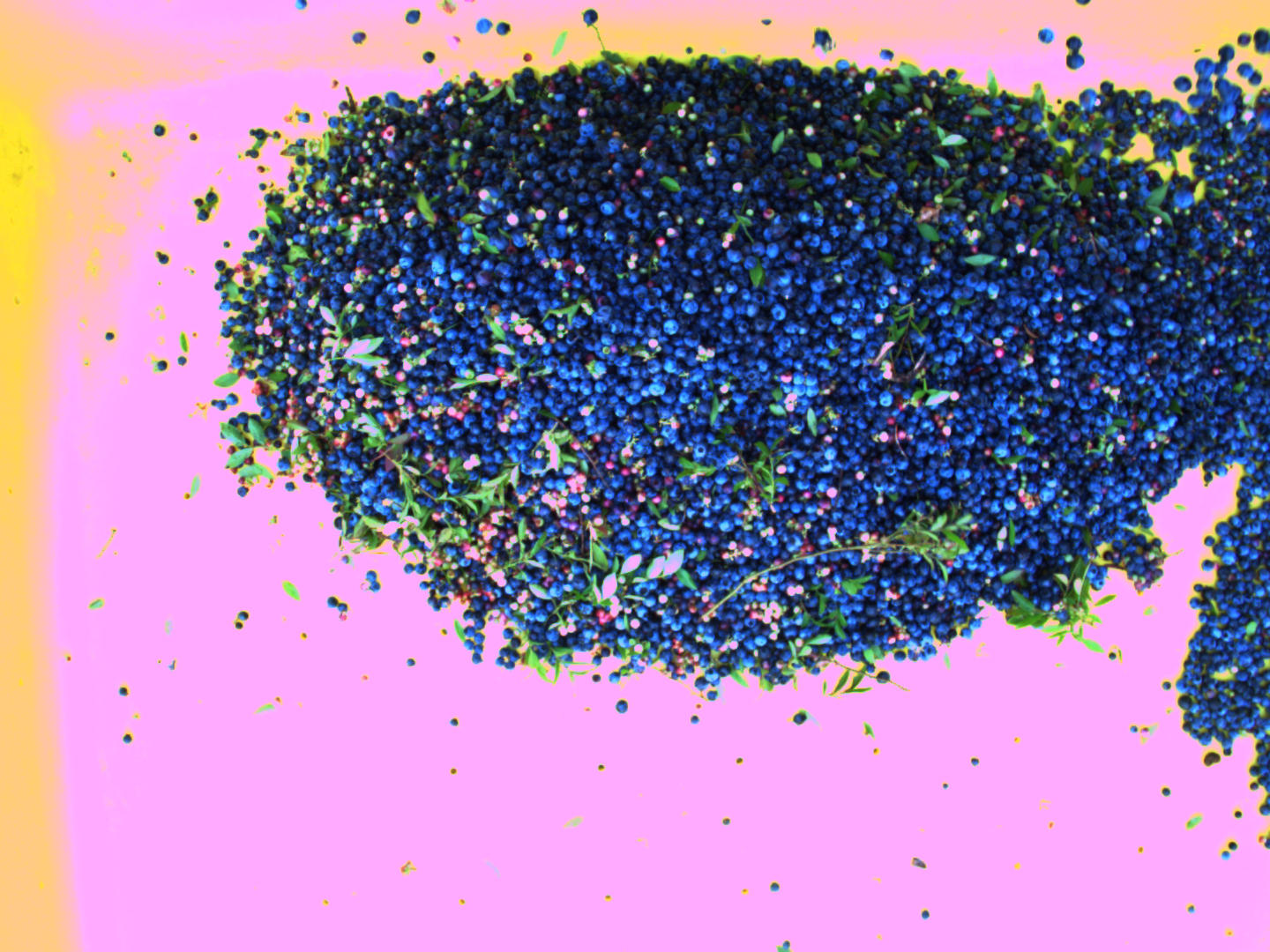 Blueberries And Debris Instance Segmentation Instance Segmentation Dataset And Pre Trained Model