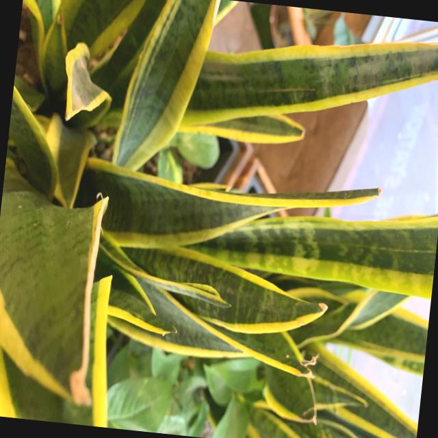 Snake_Plant Object Detection Dataset and Pre-Trained Model by Maitrii Infotech PVT LTD